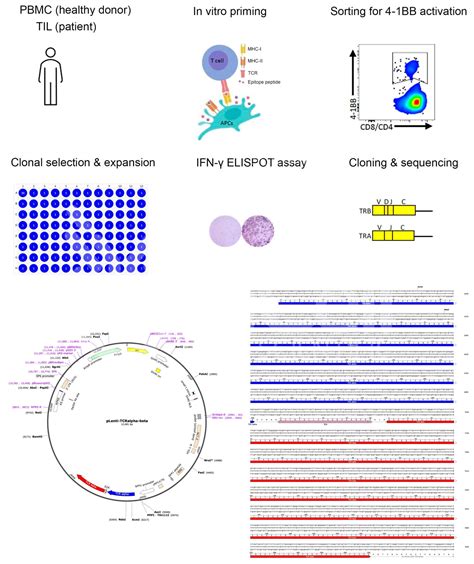 Custom Tcr Engineered T Cell Development And Validation Bicell Scientific®
