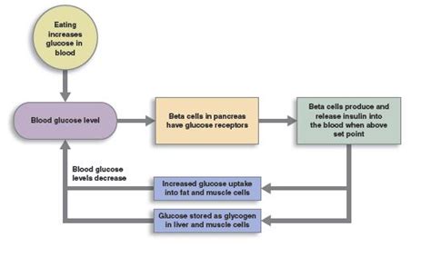 Negative Feedback Loop Insulin