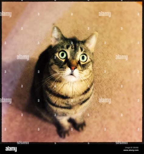 Cute Tabby Cat Stock Photo Alamy