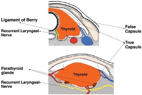 The Surgical Anatomy And Technique Of Total Thyroidecto Open I