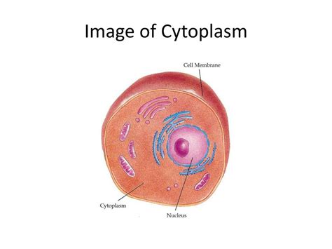 Ppt Cytoplasm Powerpoint Presentation Free Download Id1923665