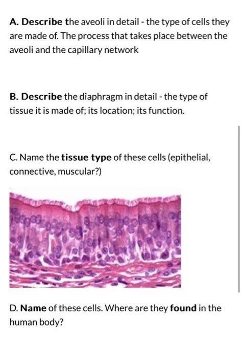 Solved A Describe The Aveoli In Detail The Type Of Cells