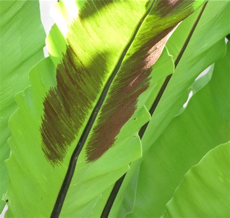 Birds Nest Fern Asplenium Nidus Growing And Care Guide For Gardeners