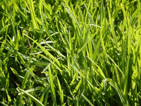 Spray Kikuyu Grass At James Browning Blog