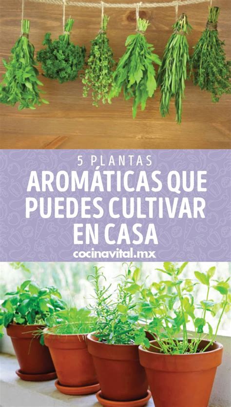 5 Hermosas Plantas Aromáticas Que Puedes Cultivar En Casa Macetas Plantas Aromaticas