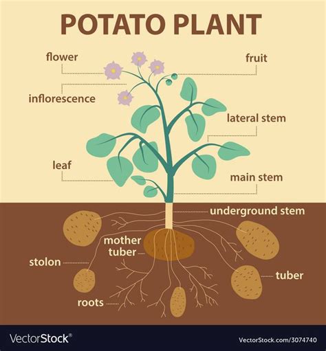 How Does Growing Potatoes Vertically Compare To Growing Them