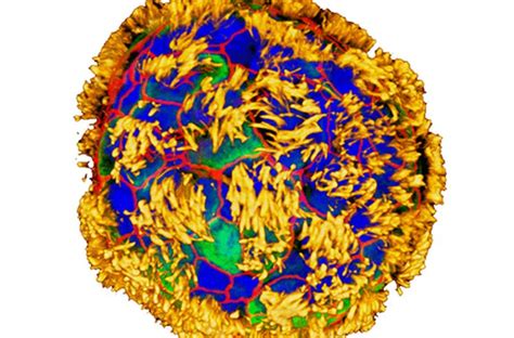 Ugur Aytac Phd On Linkedin Tiny ‘anthrobots Built From Human Cells Could Help Heal The Body