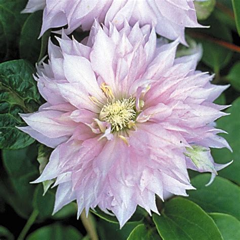 Belle Of Woking Clematis Bulbs Lb22631 At