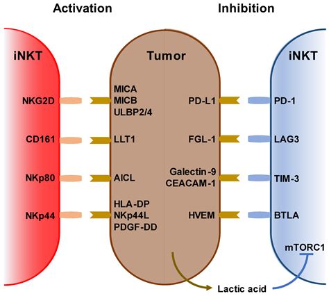 Biomolecules Free Full Text Natural Killer T And Natural Killer
