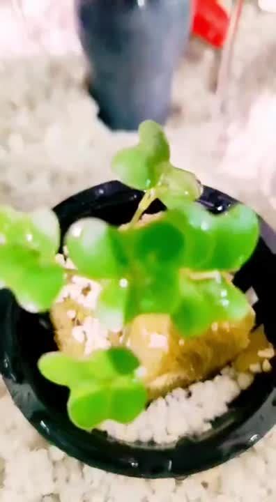 Muhammed Bashir On Linkedin Bashir