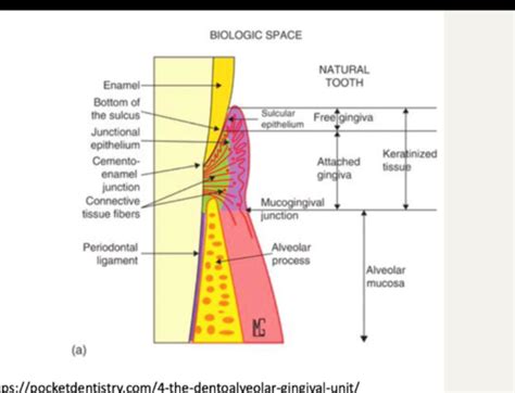 Perio Restorative Interface Flashcards Quizlet