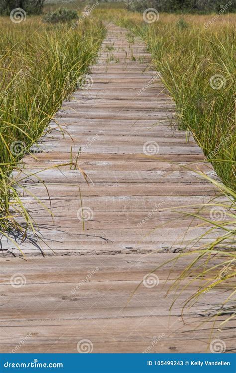 Close Up Of Boardwalk Through Marshy Grassland Stock Image Image Of