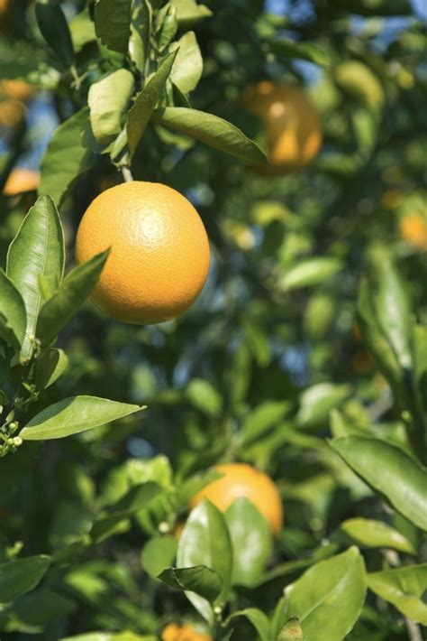 Citrus Trees And Root Size Around Cement Hunker