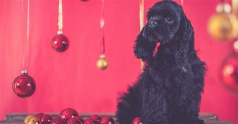 25 Ultimate Cocker Spaniel Ts Fidose Of Reality