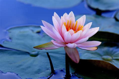 4k Closeup Water Lilies Hd Wallpaper Rare Gallery