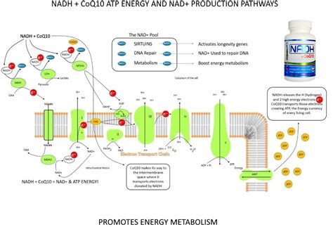 Nadh Natural Fatigue And Energy Supplement 50mg Panmol Nadh Great Ta