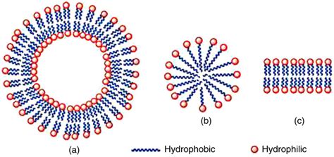 11 Amphiphilic Nanoassemblies A Vesicles Based On Liposomes B