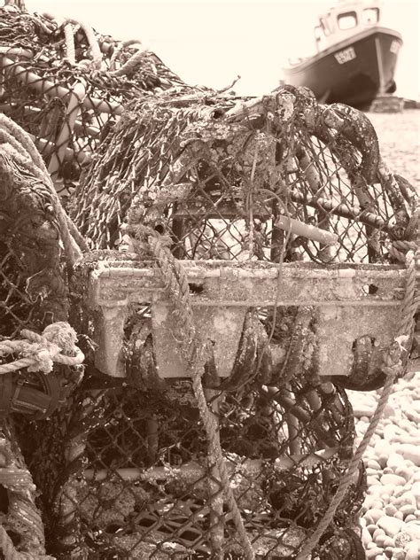 Black And White Ellen Cadman Wildlife Artist And Illustrator