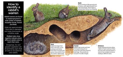 Do Rabbits Dig Tunnels Underground At Allan Lisa Blog