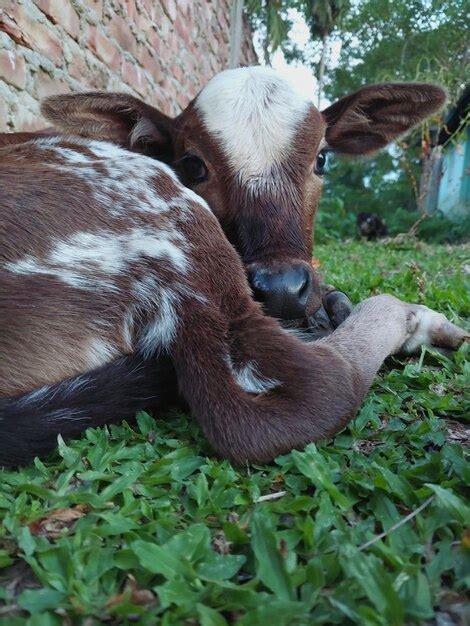 Premium Photo Beauty Cuty