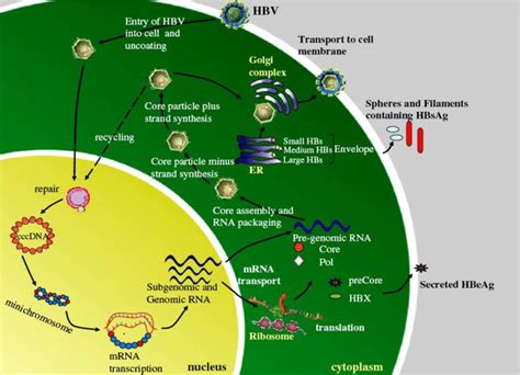 4 Schematic Representation Of The Hbv Life Cycle Raimondo Et Al 2007 Download Scientific