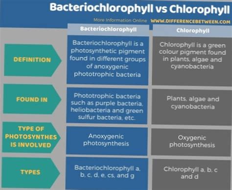 Difference Between Bacteriochlorophyll And Chlorophyll Differbetween