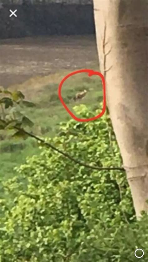 The Incredible Story Of Zena The Dog In Pictures Bristol Live