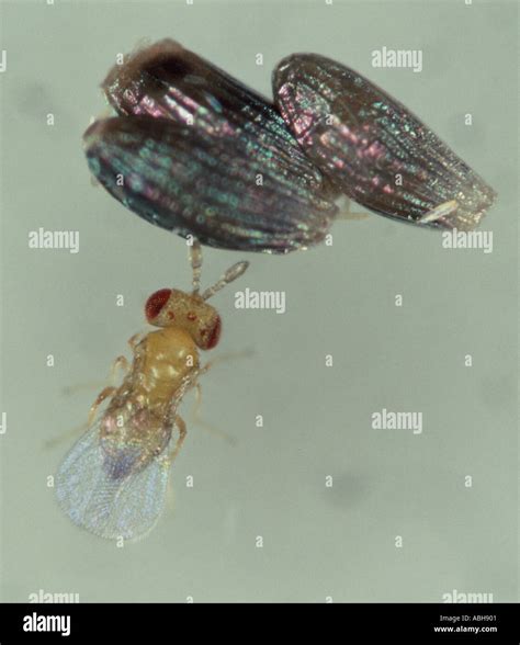 Parasitoid Wasp Trichogramma Used In Biological Control Of Lepidopteran