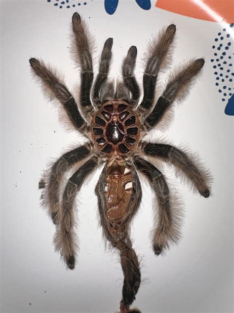 Sex Rtarantulas