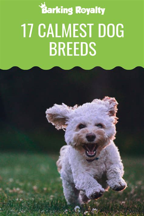 What Is The Calmest Hypoallergenic Dog At Makayla Crumb Blog