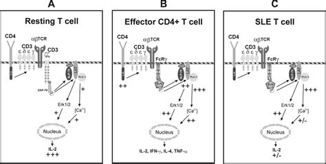 Tcr Signal Transduction Pathways In Resting T Cells Effector Cd4 T