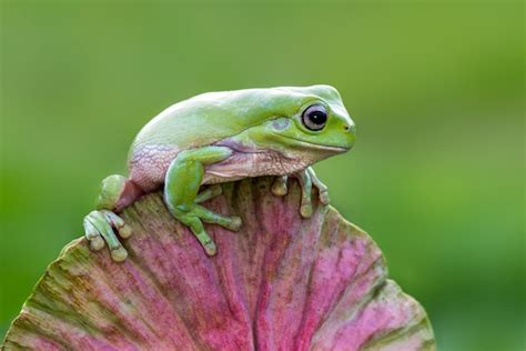 Free Photo Dumpy Frog Litoria Caerulea On Flower Dumpy Frog On Branch Tree Frog On Branch