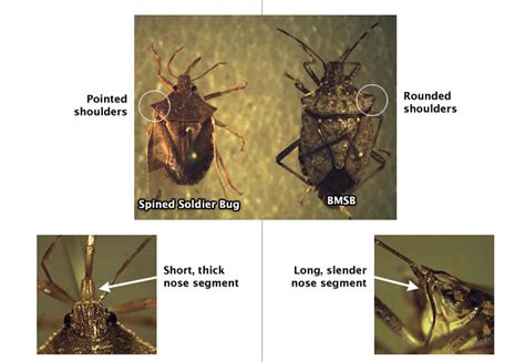 Look Alike Insects