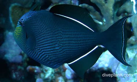 Black Triggerfish Melichthys Niger Ci