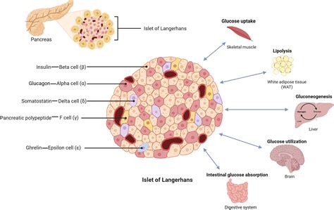 Advances In Islet Function Replacing Strategies After Total