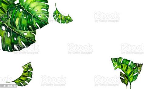 잎 몬스터와 테두리와 녹색 배경 흰색 배경에 야자수의 열대 잎 디자인에 대한 스톡 벡터 아트 및 기타 이미지 디자인 모던 양식 여름 Istock