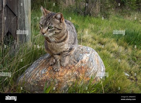 Marbled Tabby Cat
