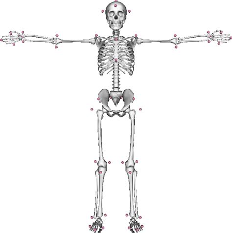 3 In A A Virtual Skeleton Model Created Based On Opensim Models Download Scientific Diagram
