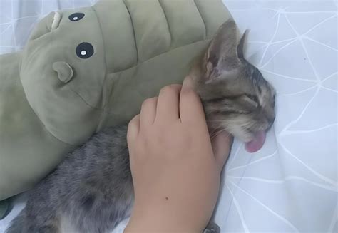 Xem Ngay Loạt 555 Meme Bóp Cổ Hài Hước Cực Bá đạo Hài Hước