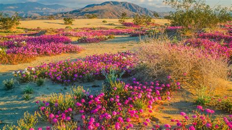 Spring Wildflowers In Anza Borrego Desert State Park California Usa