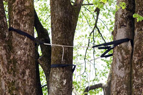 Tree Planting And Support Horhut Tree Experts