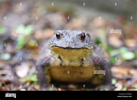 Photograph Of An Asiatic Toad Species Native To Asia Displaying
