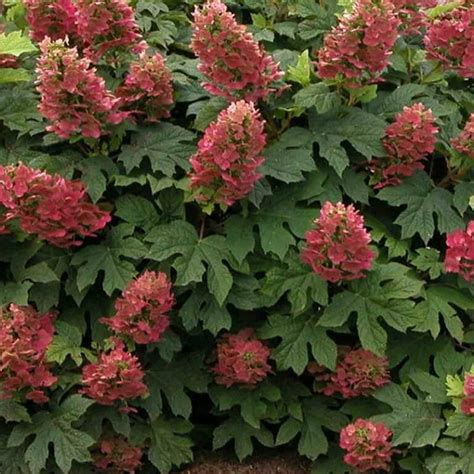 Hydrangea Ruby Slippers 8 Pot Hello Hello Plants