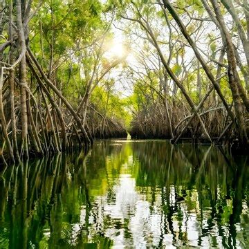 The Cultural Heritage Of The World Mangroves In The Forest Sundarban