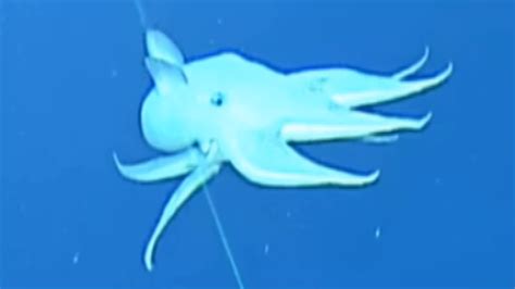 Dumbo Octopus Deep Dwelling Emperor Dumbo Octopus Discovered