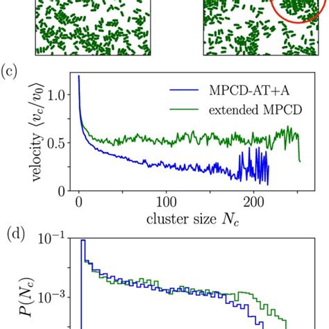 Snapshots Of Simulations With A The Traditional Mpcd Method And B Download Scientific