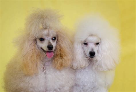 Cream Poodles
