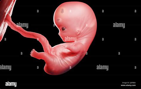 Human Embryo 9 Weeks