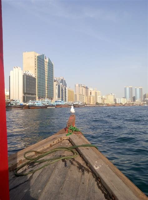 Canal Deau Mouette Photo Gratuite Sur Pixabay Pixabay