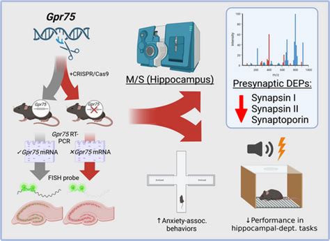 Mice Deficient For G‐protein‐coupled Receptor 75 Display Altered